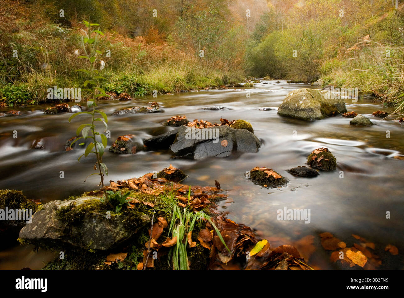 Irati Forest - haunt of famed trout fisherman Ernest Hemingway - is one ...
