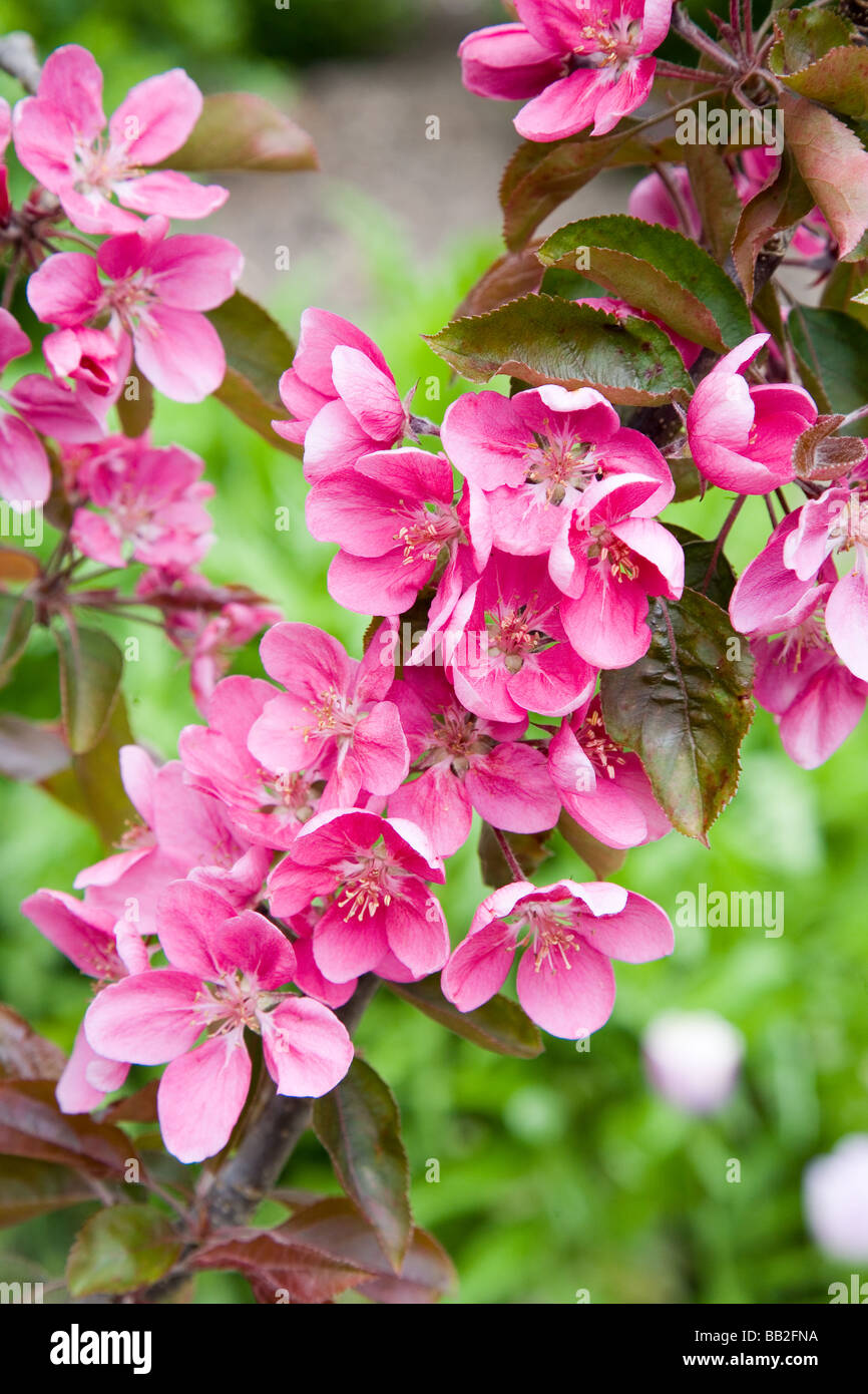 Flowering Ornamental red Cherry blossom Stock Photo - Alamy