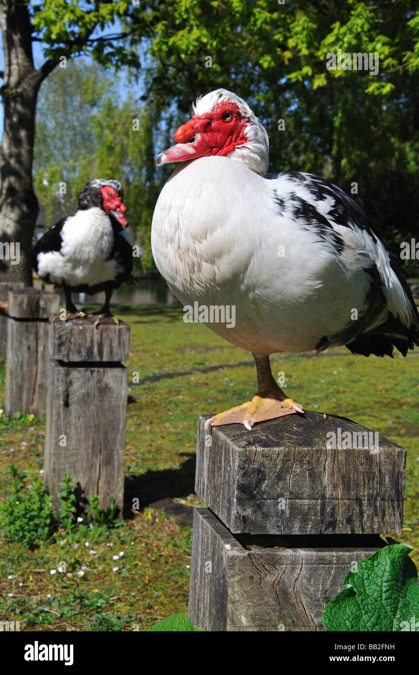 Muscovy pond hi-res stock photography and images - Alamy