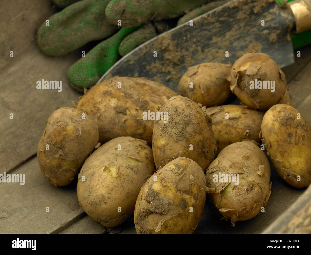 New spuds hi-res stock photography and images - Alamy