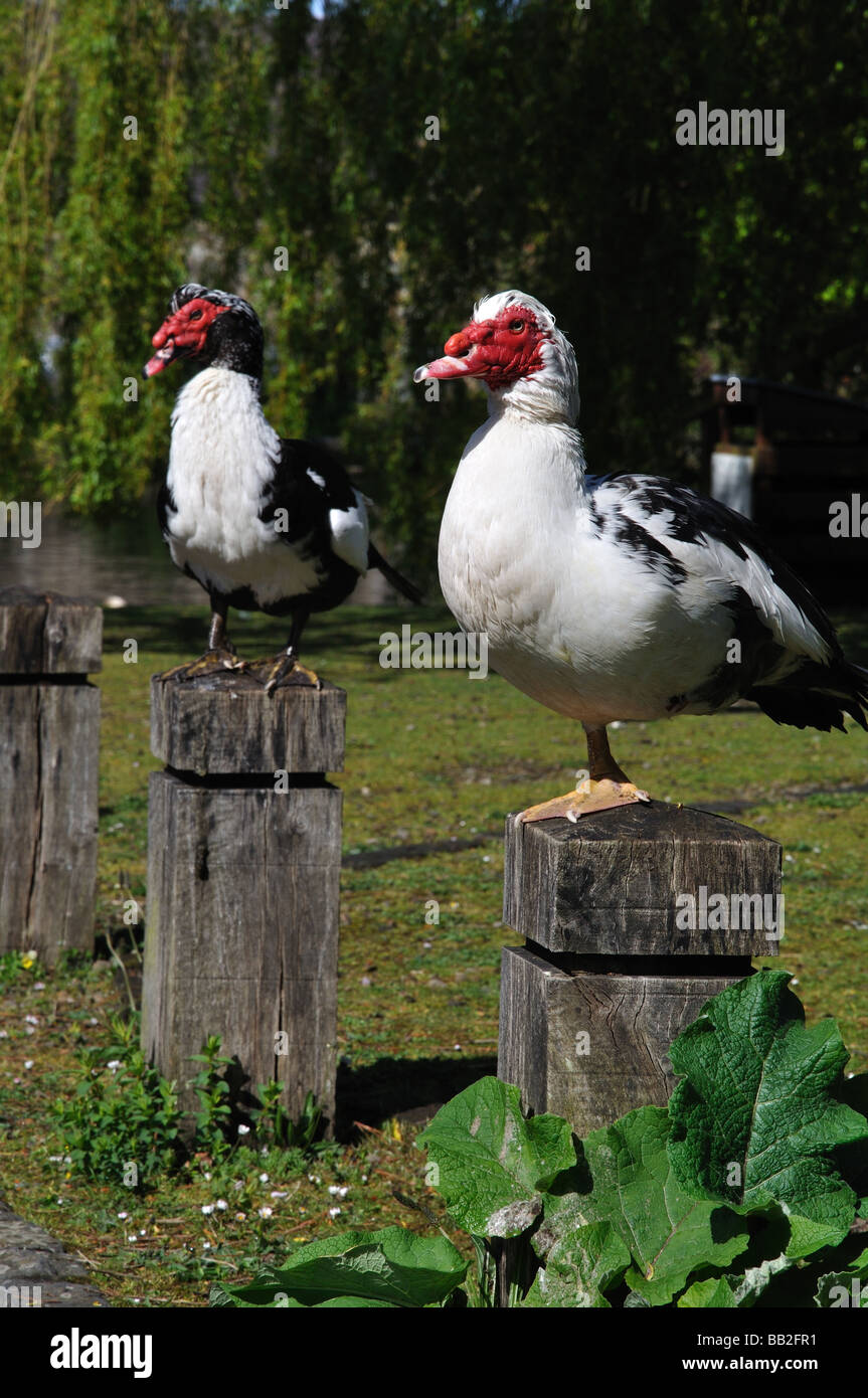 Muscovy ducks Mill Pond St Dogmaels Stock Photo - Alamy