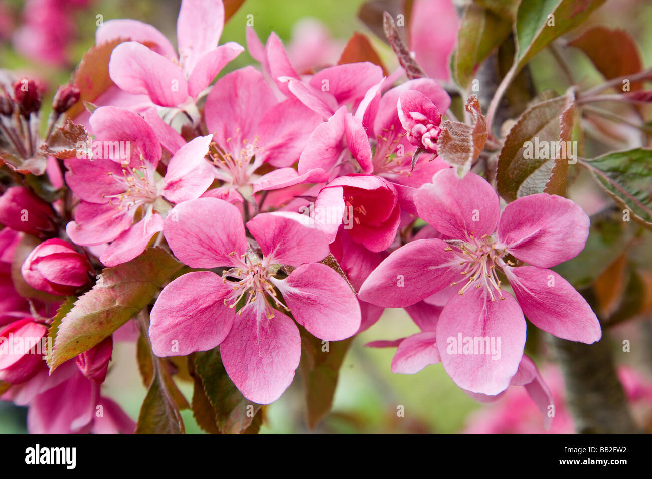 Flowering Ornamental red Cherry blossom Stock Photo - Alamy
