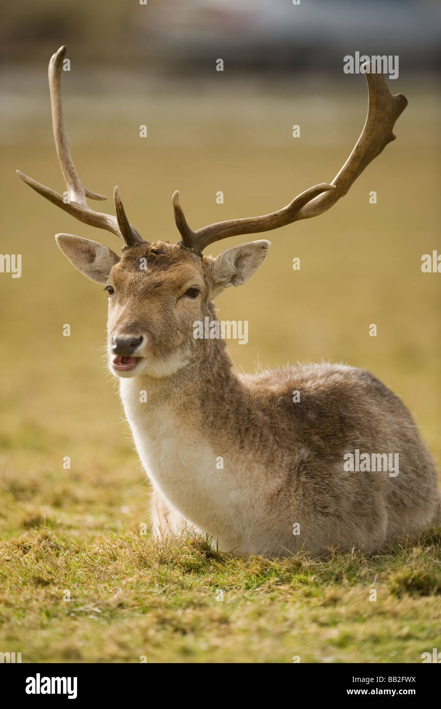 Bambi london hi-res stock photography and images - Alamy