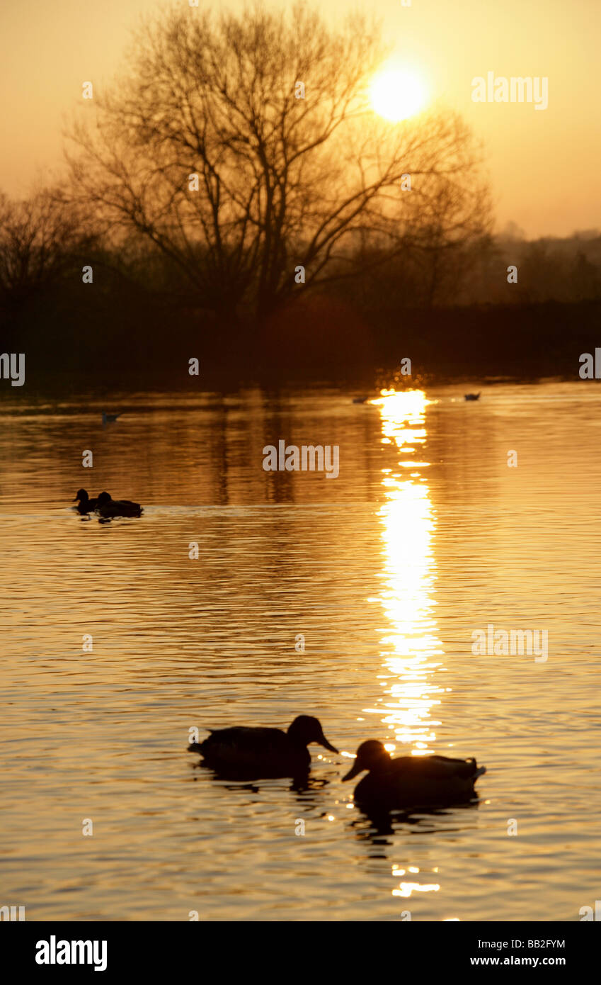 City of Chester, England. Tranquil sunset scene of ducks silhouetted on ...