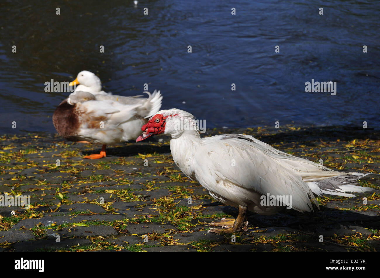 Muscovy pond hi-res stock photography and images - Alamy