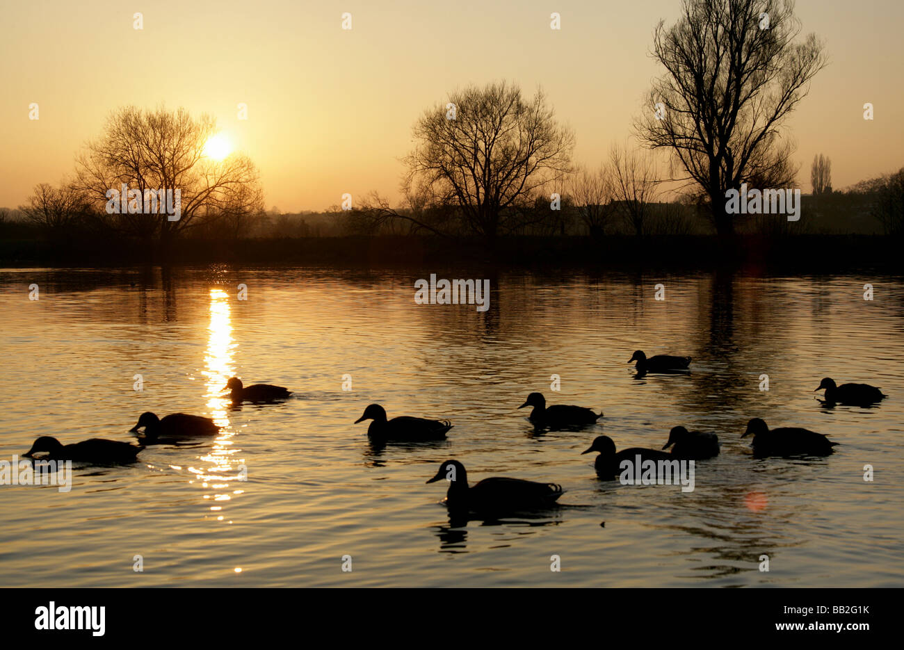 City of Chester, England. Tranquil sunset scene of ducks silhouetted on ...