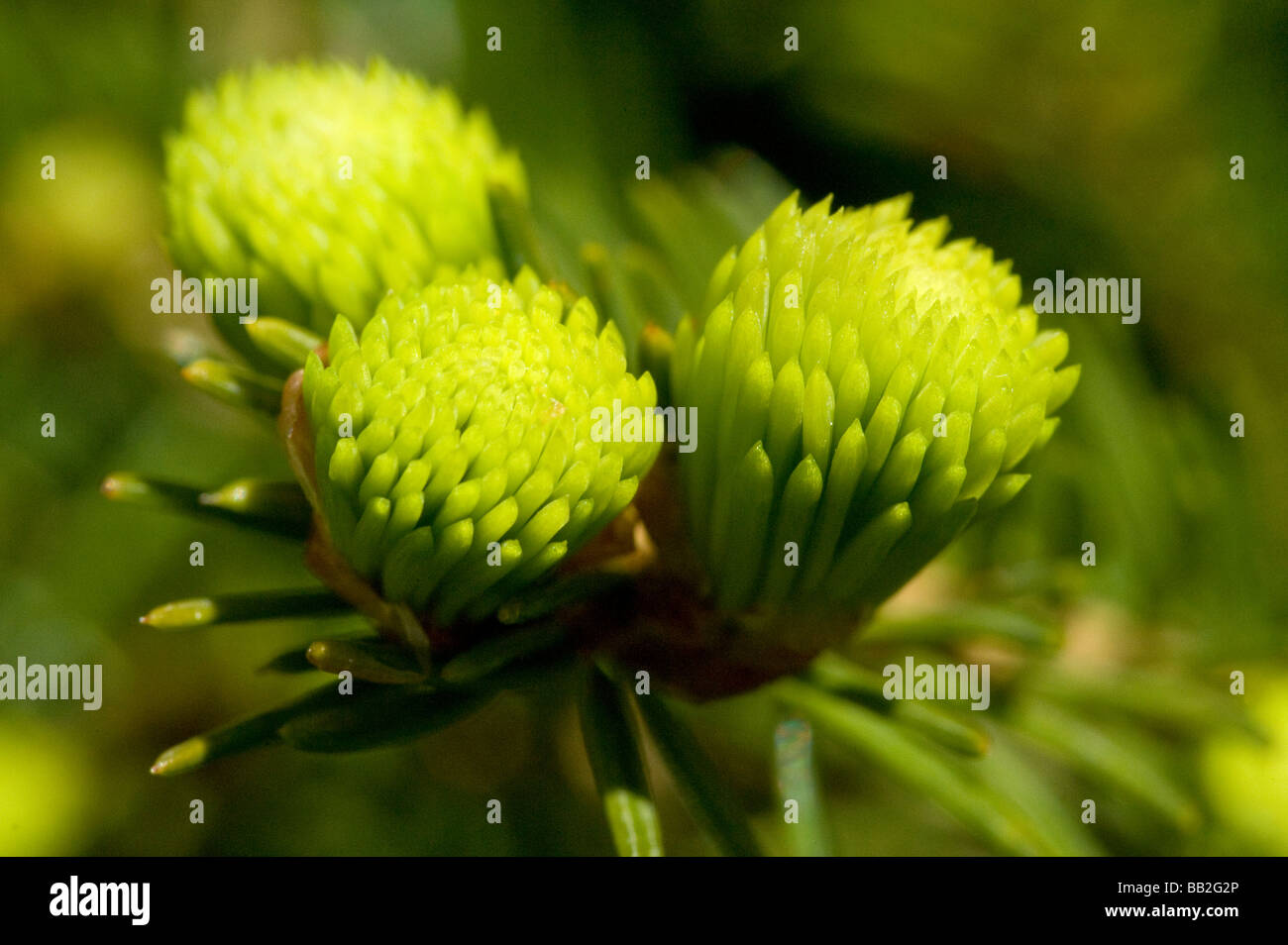 spruce tree shot Stock Photo - Alamy