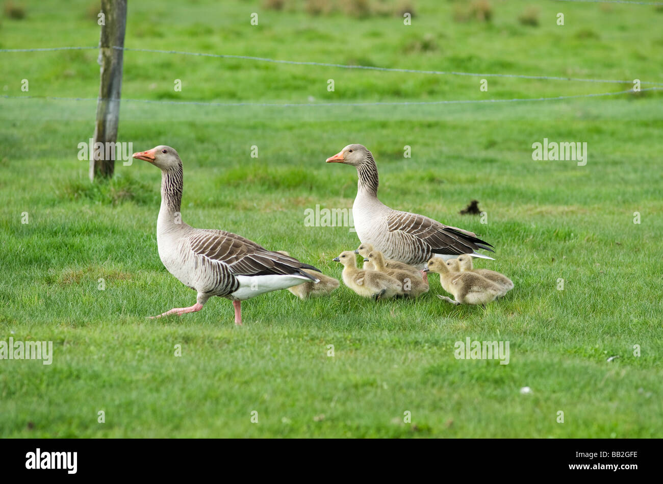 Grey goose in flight hi-res stock photography and images - Alamy