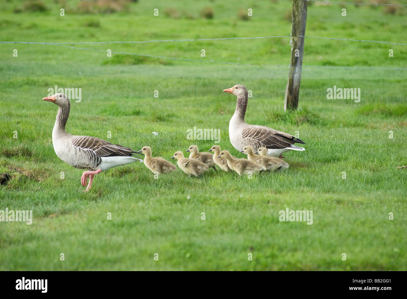 Graylag goose with chicks Stock Photo - Alamy