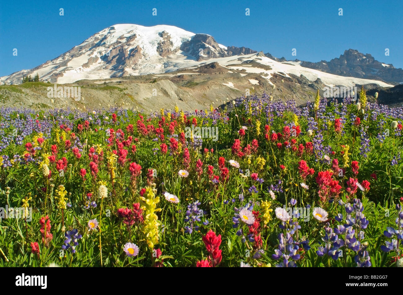 Wildflowers in Mount Rainier National Park, Washington, USA Stock Photo ...