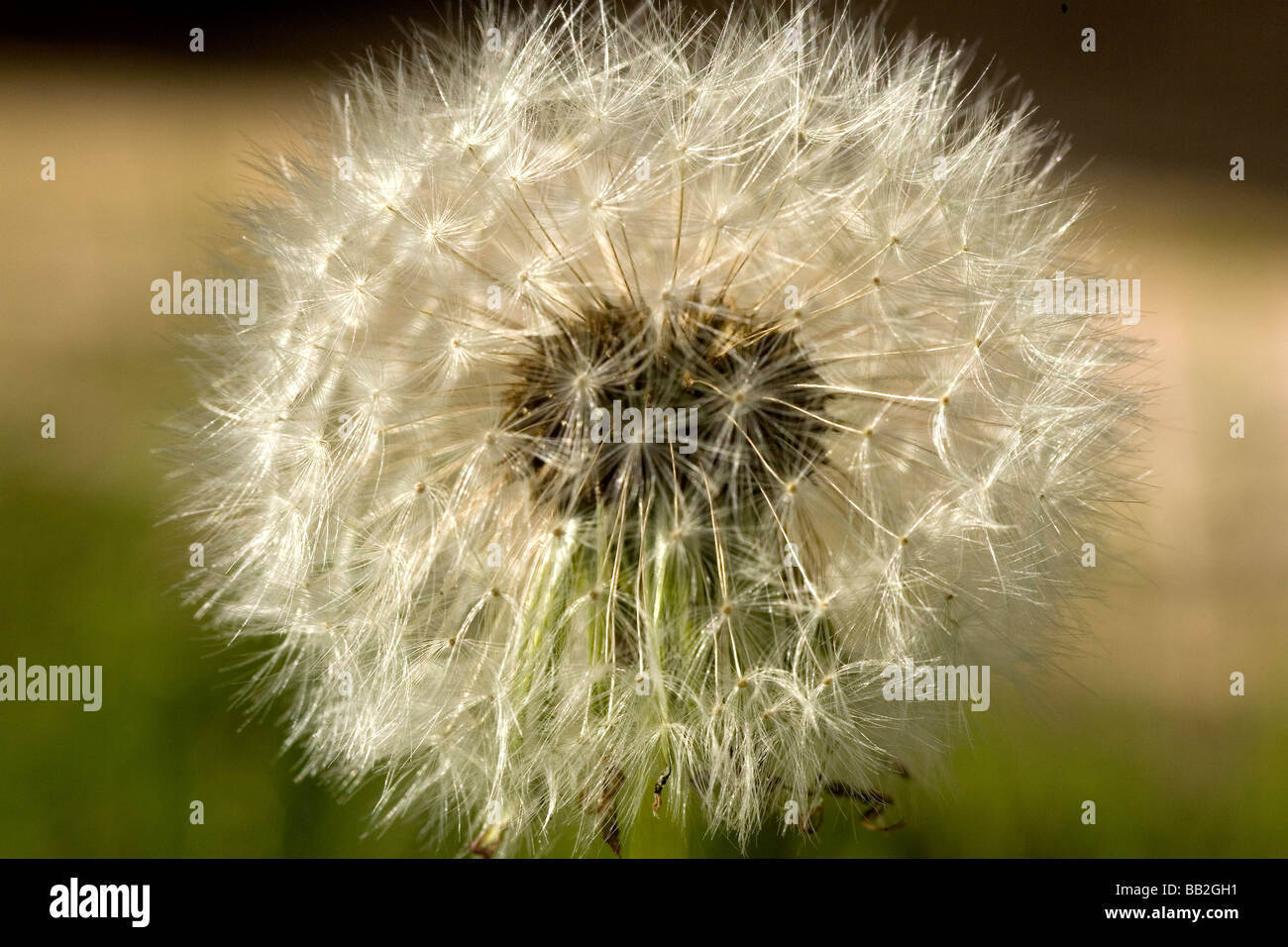 close up of a dandelion parachute ball, UK Stock Photo - Alamy