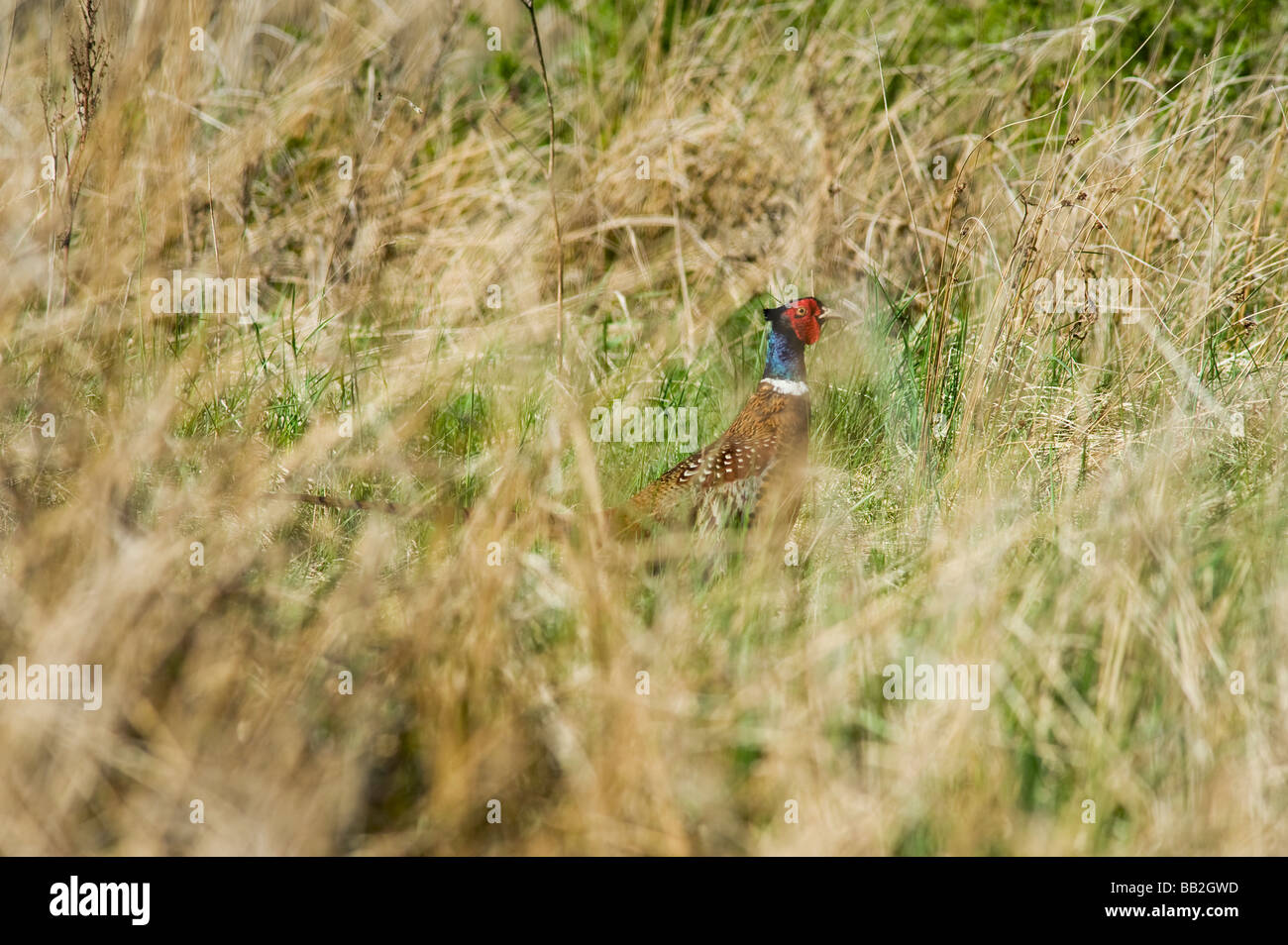 Common Pheasant Phasianus colchicus), bird Stock Photo - Alamy