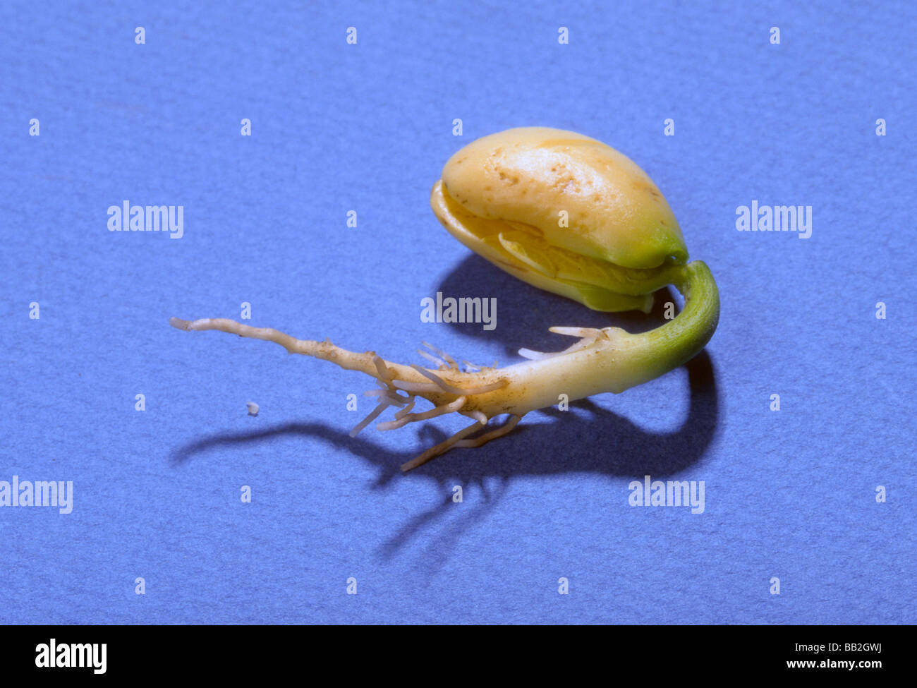 Lima bean sprout hi-res stock photography and images - Alamy