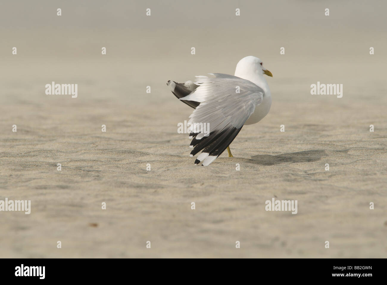 Gull stretching hi-res stock photography and images - Alamy
