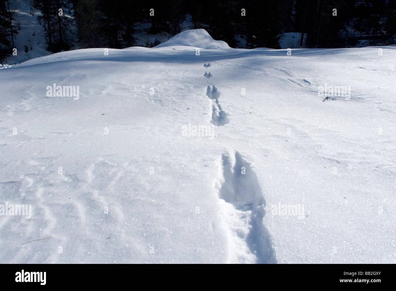 Red deer track snow hi-res stock photography and images - Alamy