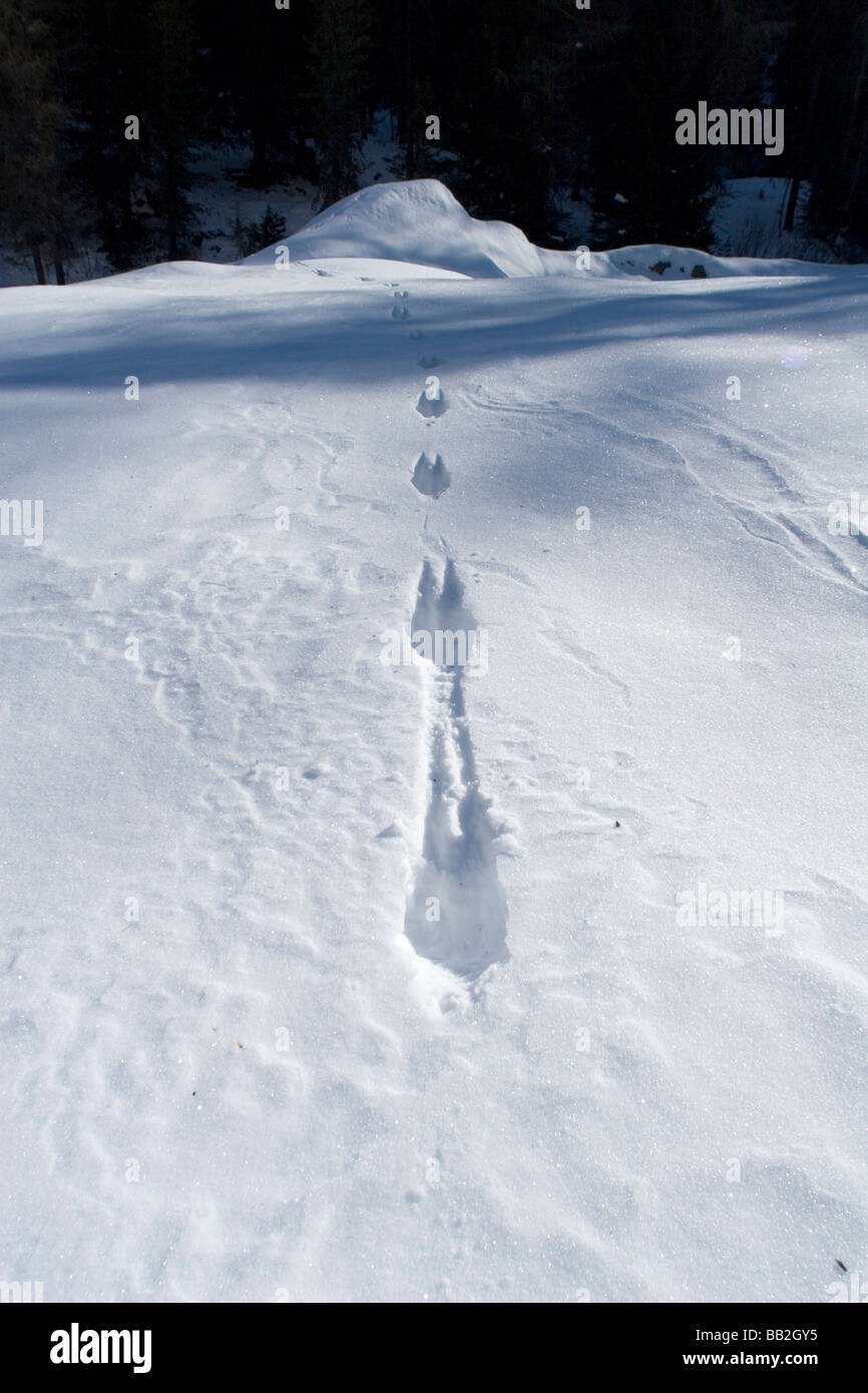 Red deer track snow hi-res stock photography and images - Alamy