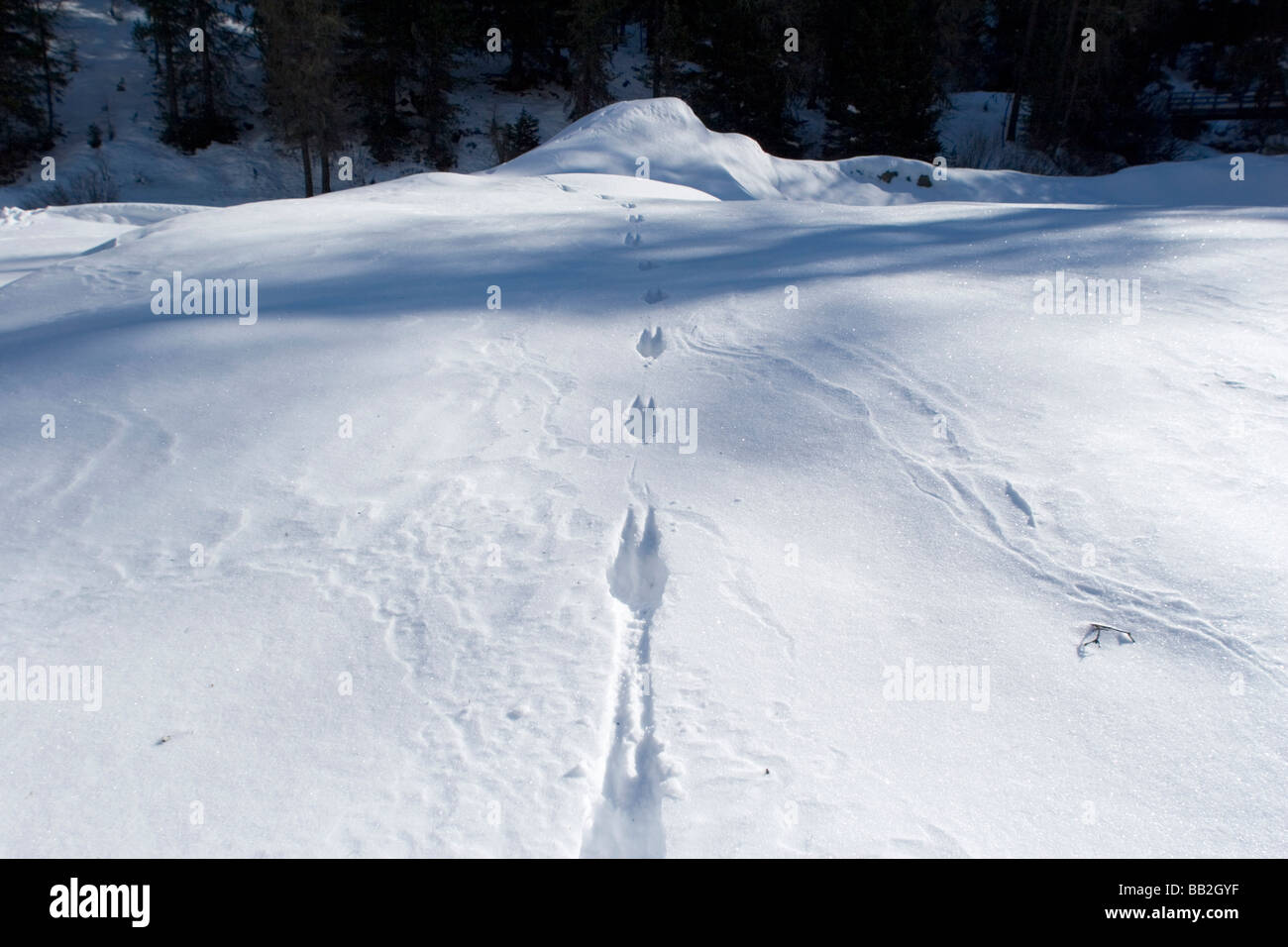 Deer footprint hi-res stock photography and images - Alamy