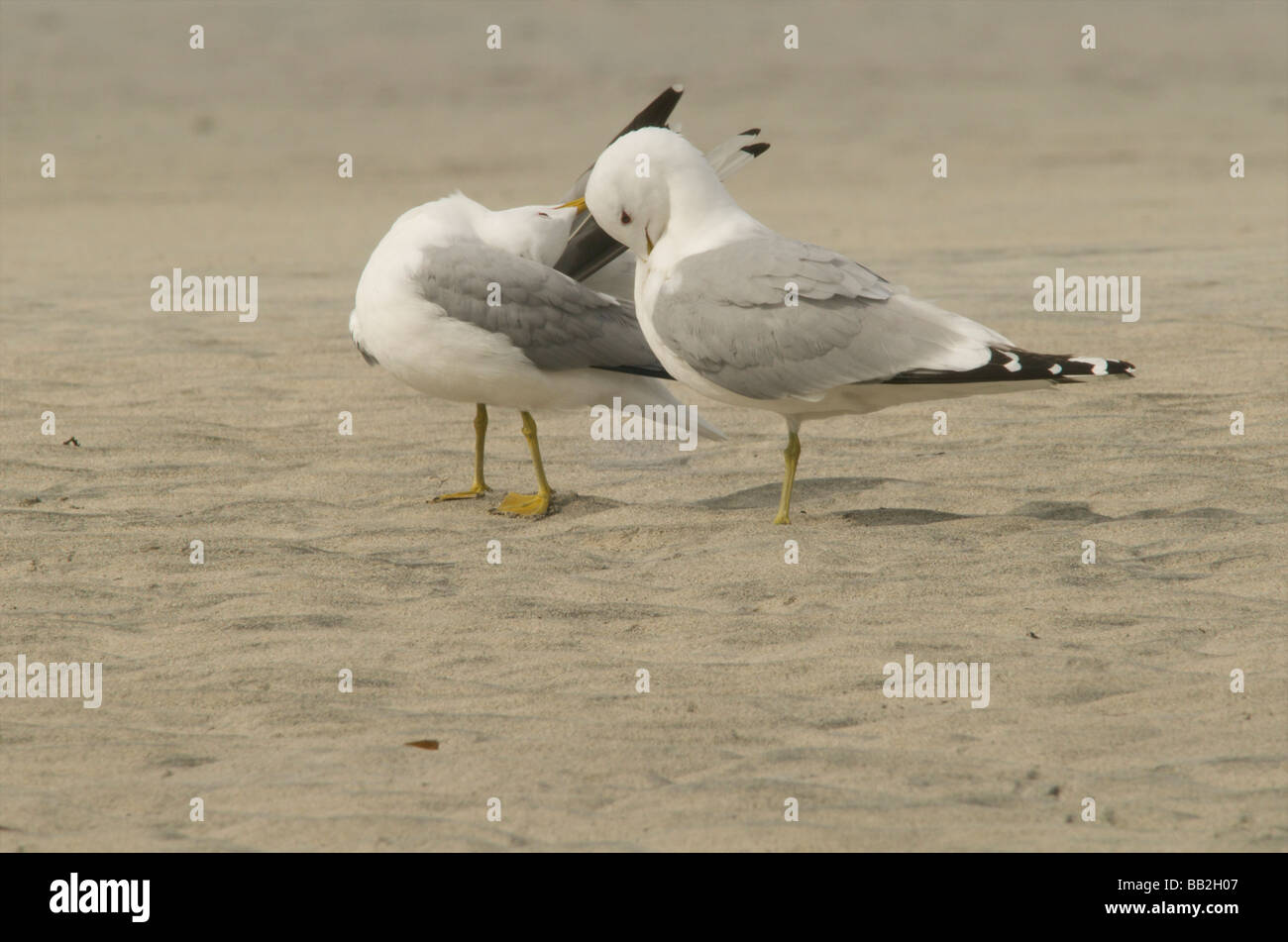 Amusing gull hi-res stock photography and images - Alamy