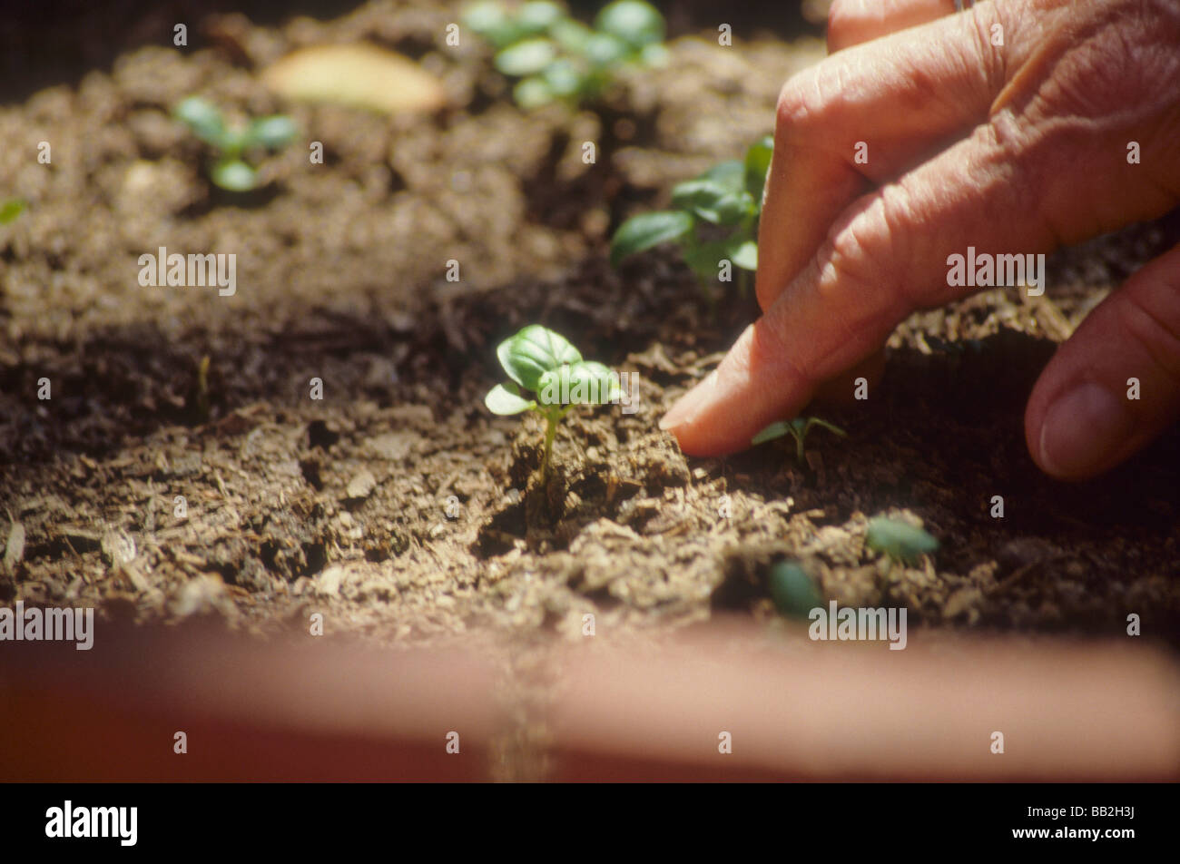 Lima bean seed sprout life begin plant horticulture agriculture root ...