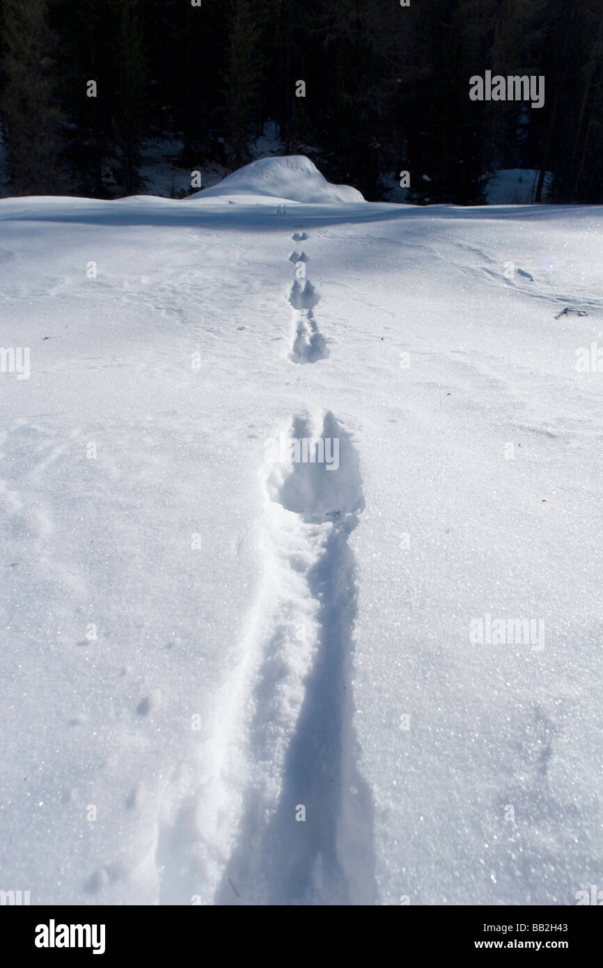 Deer footprint hi-res stock photography and images - Alamy