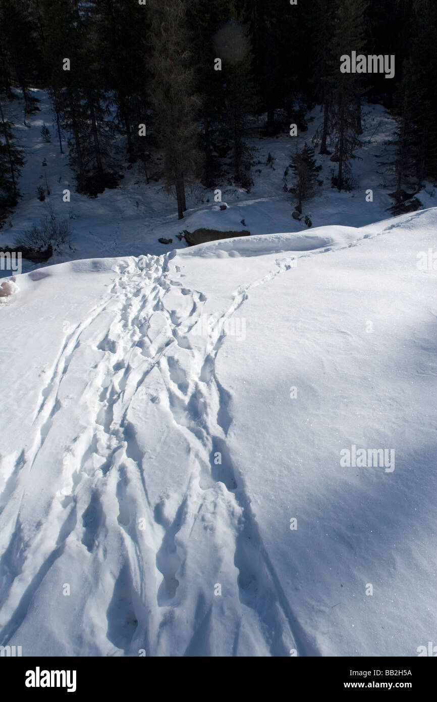 Deer footprint hi-res stock photography and images - Alamy