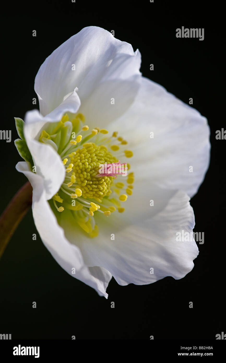 Helleborus niger, flower detail Stock Photo - Alamy