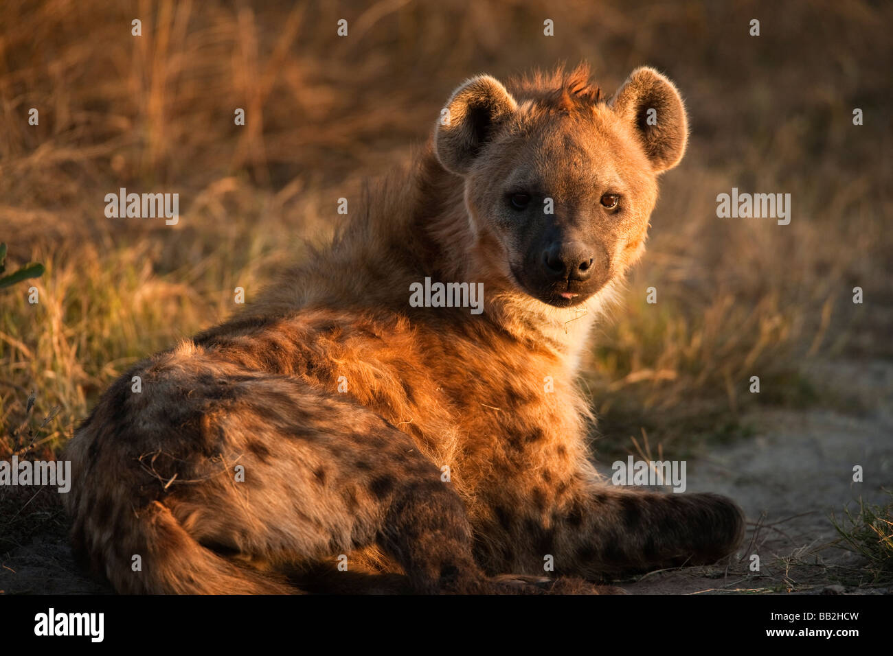 Close up African Spotted Hyena Crocuta crocuta lying in spot of golden ...