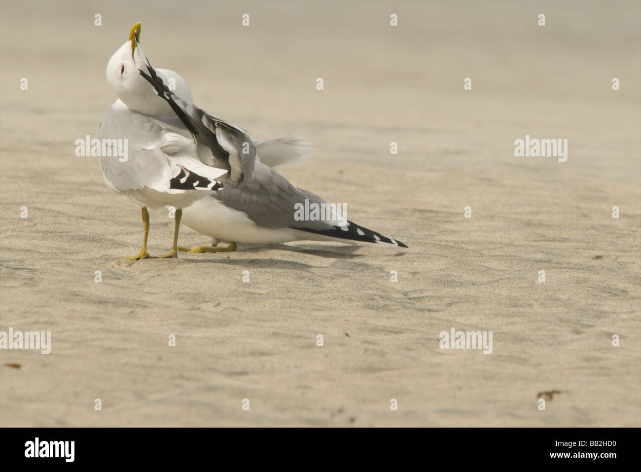 Amusing gull hi-res stock photography and images - Alamy