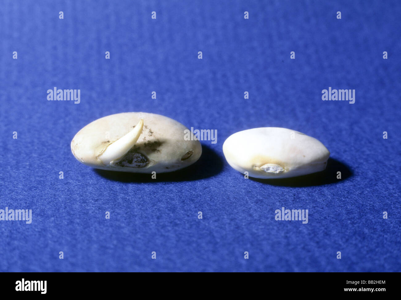 Lima bean seed sprout life begin plant horticulture agriculture Stock ...