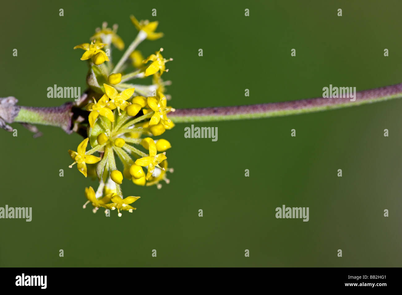 Cornus flower hi-res stock photography and images - Alamy