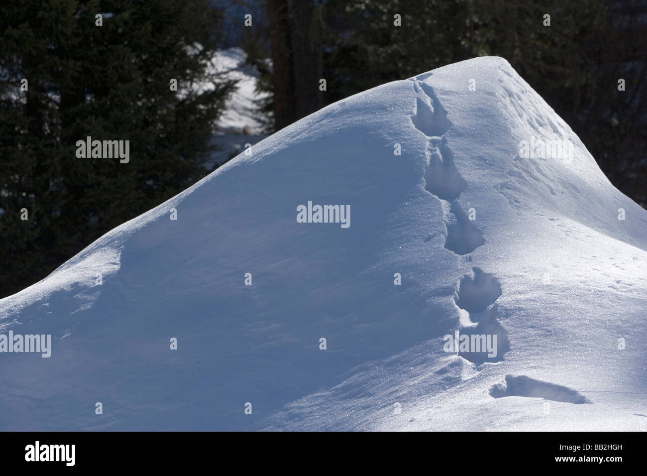 Red deer (Cervus elaphus) tracks in snow, Italian Alps Stock Photo - Alamy
