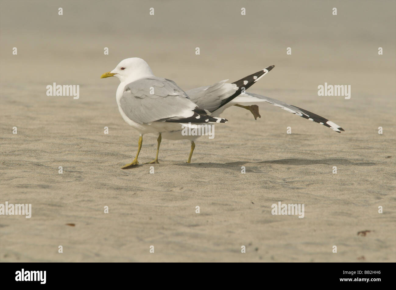 Amusing gull hi-res stock photography and images - Alamy