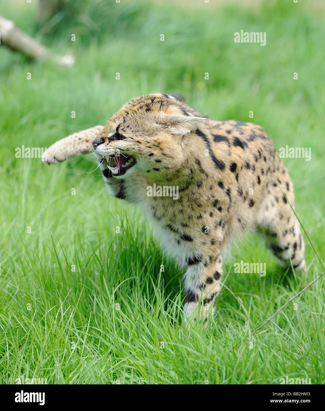 Serval hunting hi-res stock photography and images - Alamy