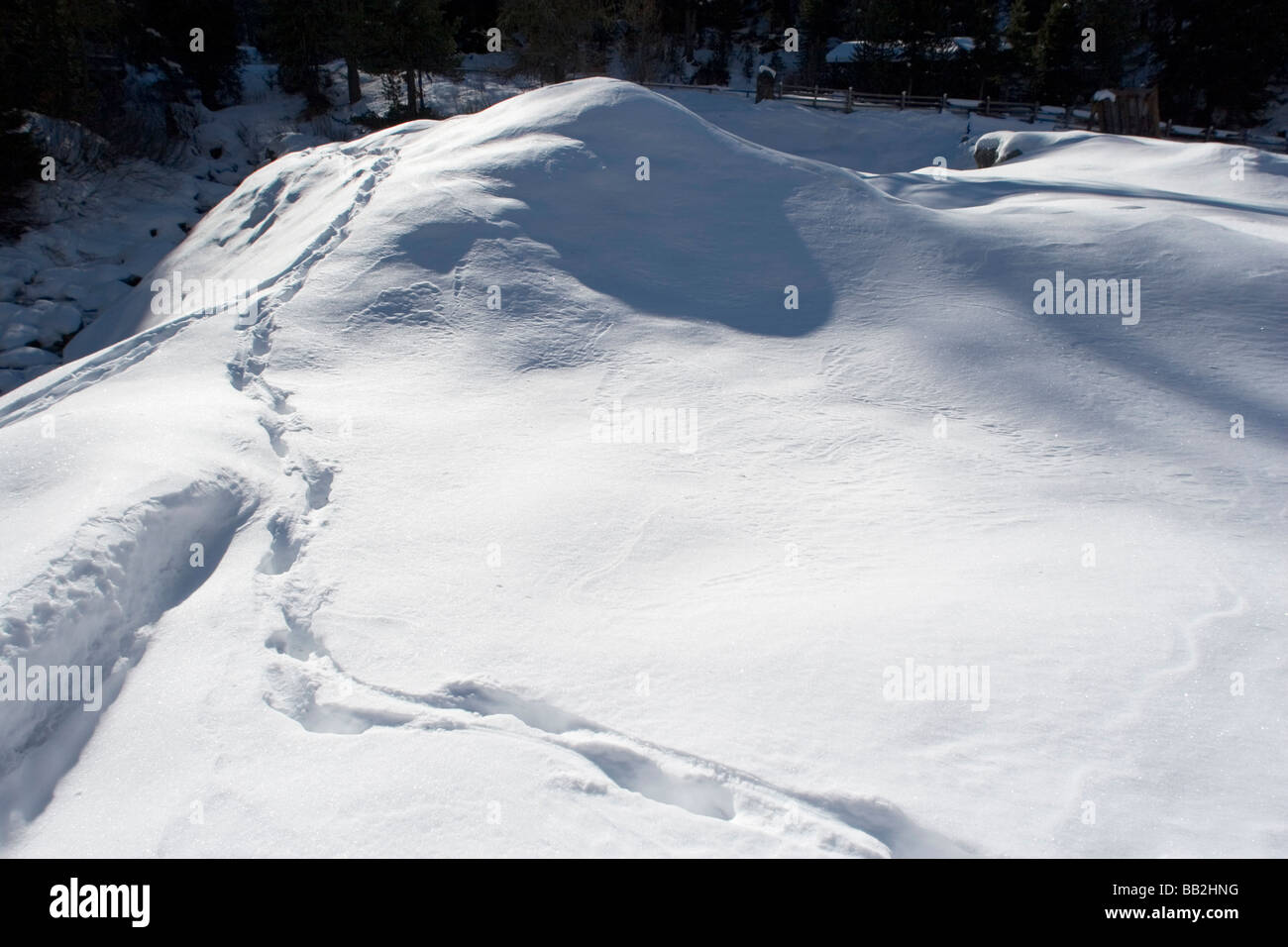 Red deer track snow hi-res stock photography and images - Alamy