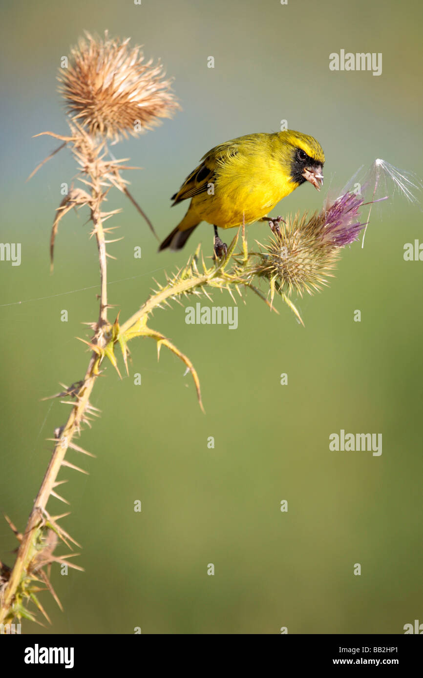 African Citril on a thistle at Lake Awassa in Southern Ethiopia Stock ...
