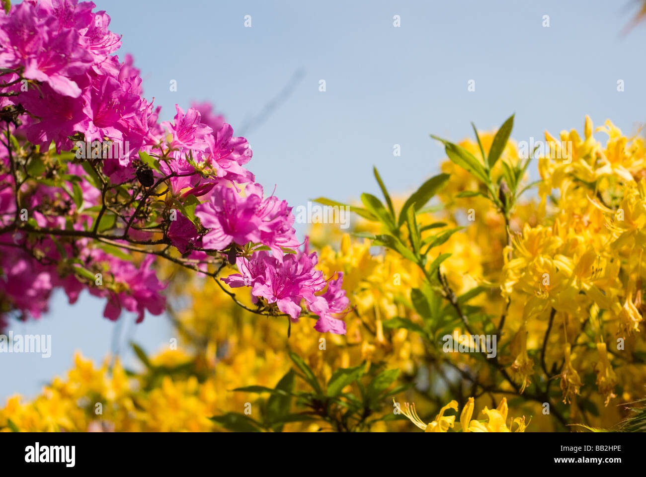 Azaleas in may hi-res stock photography and images - Alamy
