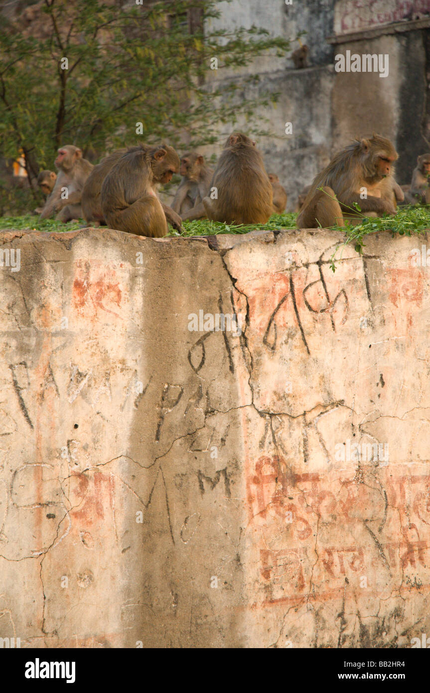 monkeys in Jaipur Stock Photo - Alamy