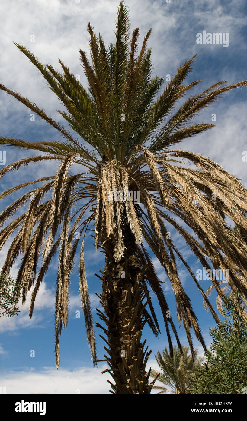 Palmyra palm tree hi-res stock photography and images - Alamy