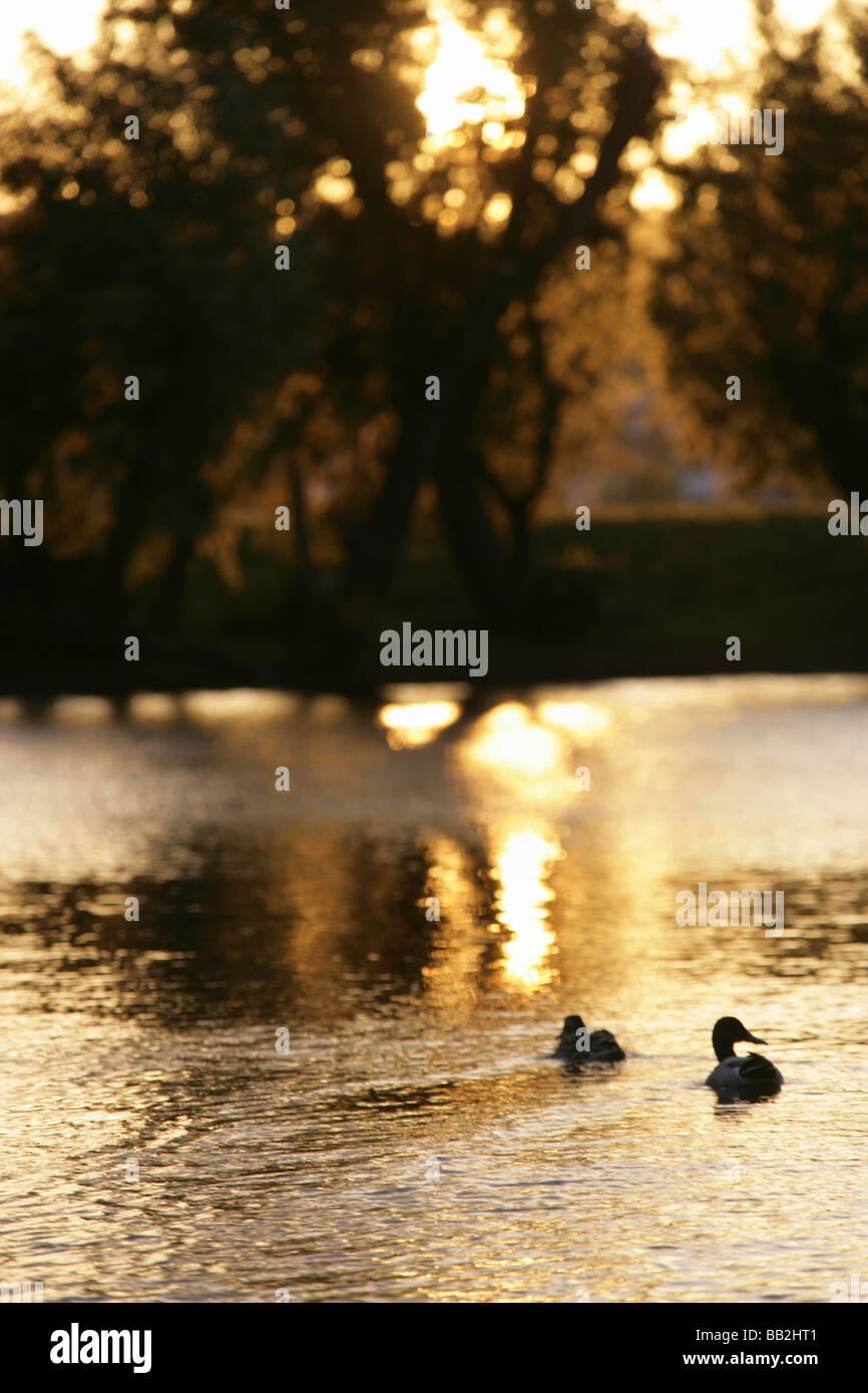 City of Chester, England. Tranquil sunset scene of ducks silhouetted on ...