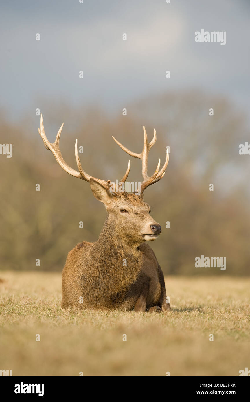 Red Deer stag resting on grassland Stock Photo - Alamy