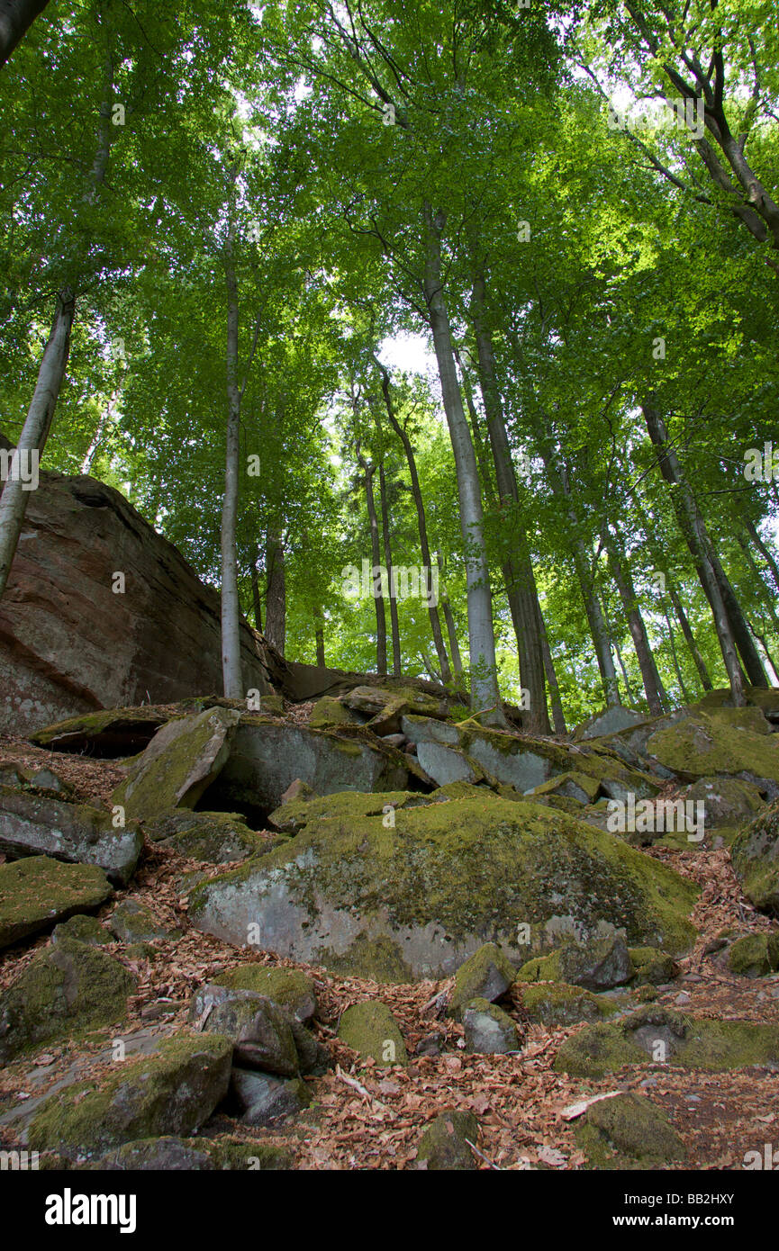 Formation of rocks in a forest Stock Photo - Alamy