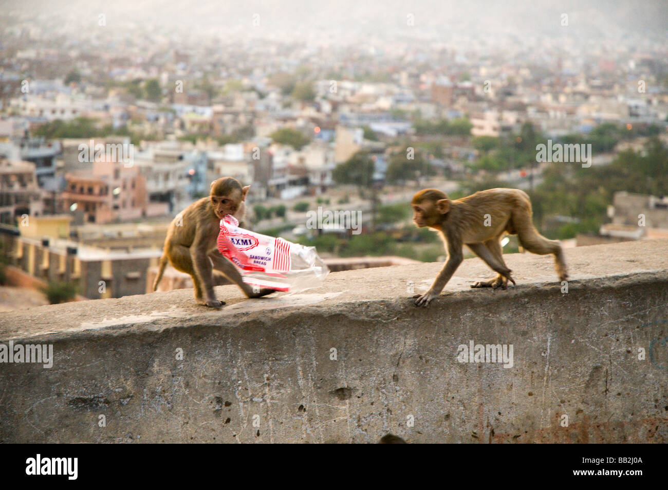 monkeys in Jaipur Stock Photo - Alamy