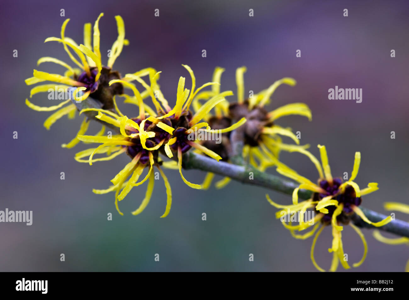 Hamamelis mollis 'Coombe Wood' Witch Hazel, winter flowers Stock Photo ...