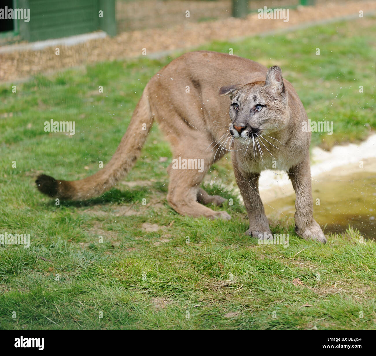Puma eyes hi-res stock photography and images - Alamy