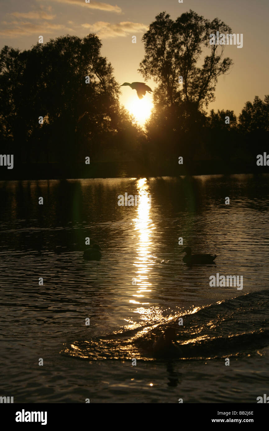 City of Chester, England. Tranquil sunset scene of ducks silhouetted on ...