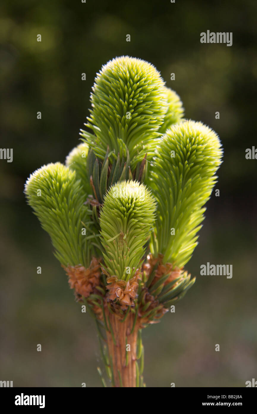 buds of a fir tree Stock Photo - Alamy