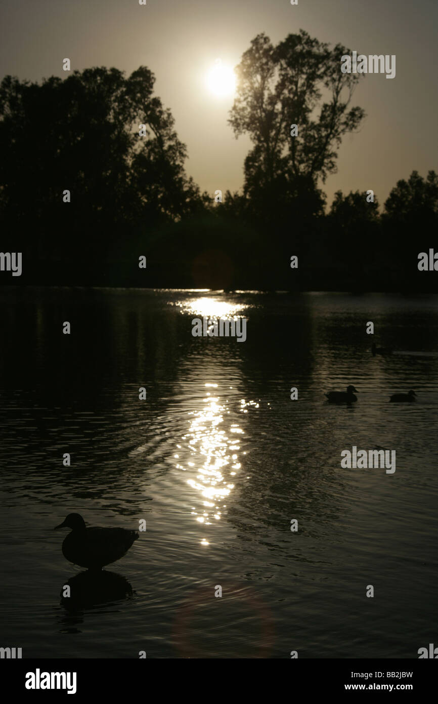 City of Chester, England. Tranquil sunset scene of ducks silhouetted on ...