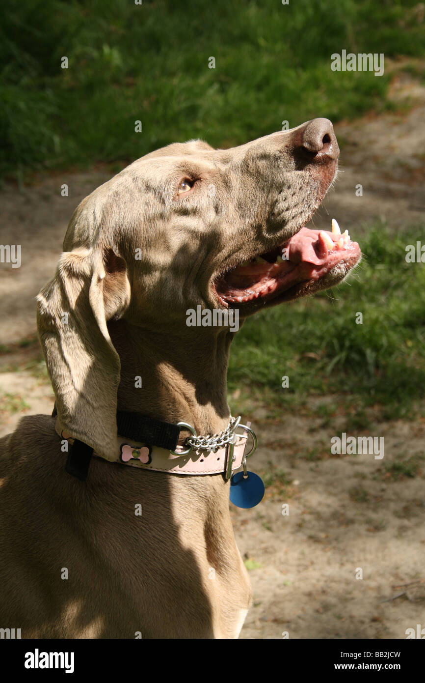 The Weimaraner is a dog that was originally bred for is a dog that was ...