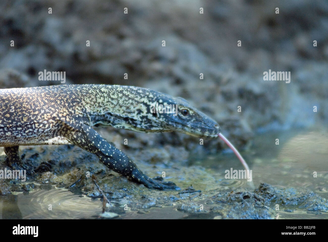 Dragon carcass hi-res stock photography and images - Alamy