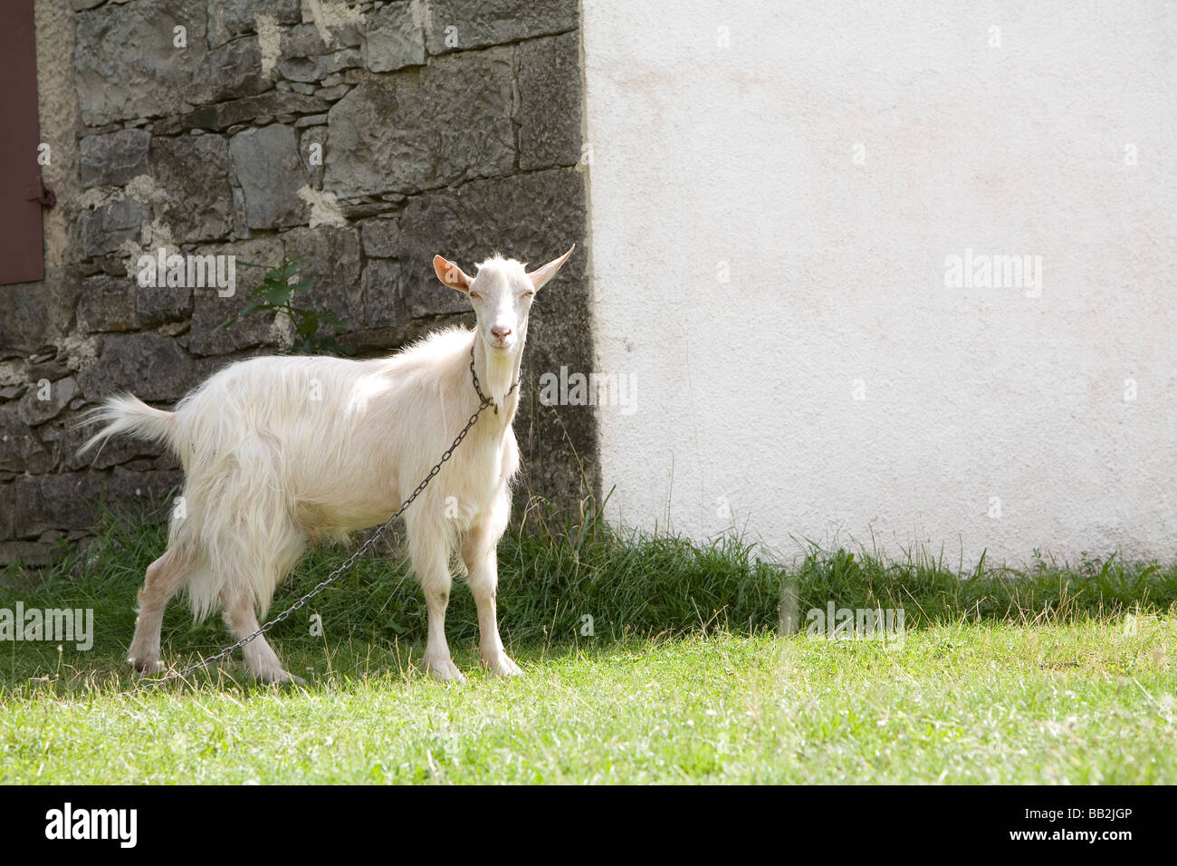White goat hi-res stock photography and images - Alamy